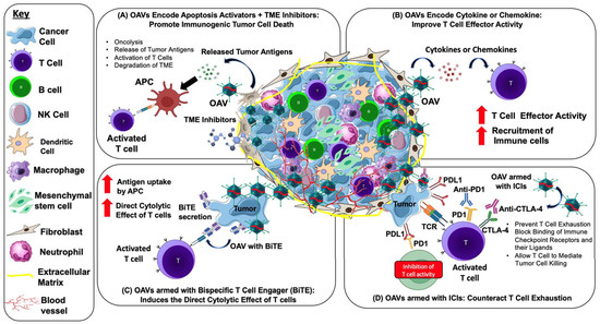 Engineered Oncolytic Adenoviruses: An Emerging Approach for Cancer Therapy