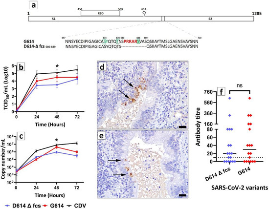 A Deletion Encompassing the Furin Cleavage Site in the Spike Encoding Gene Does Not Alter SARS ...