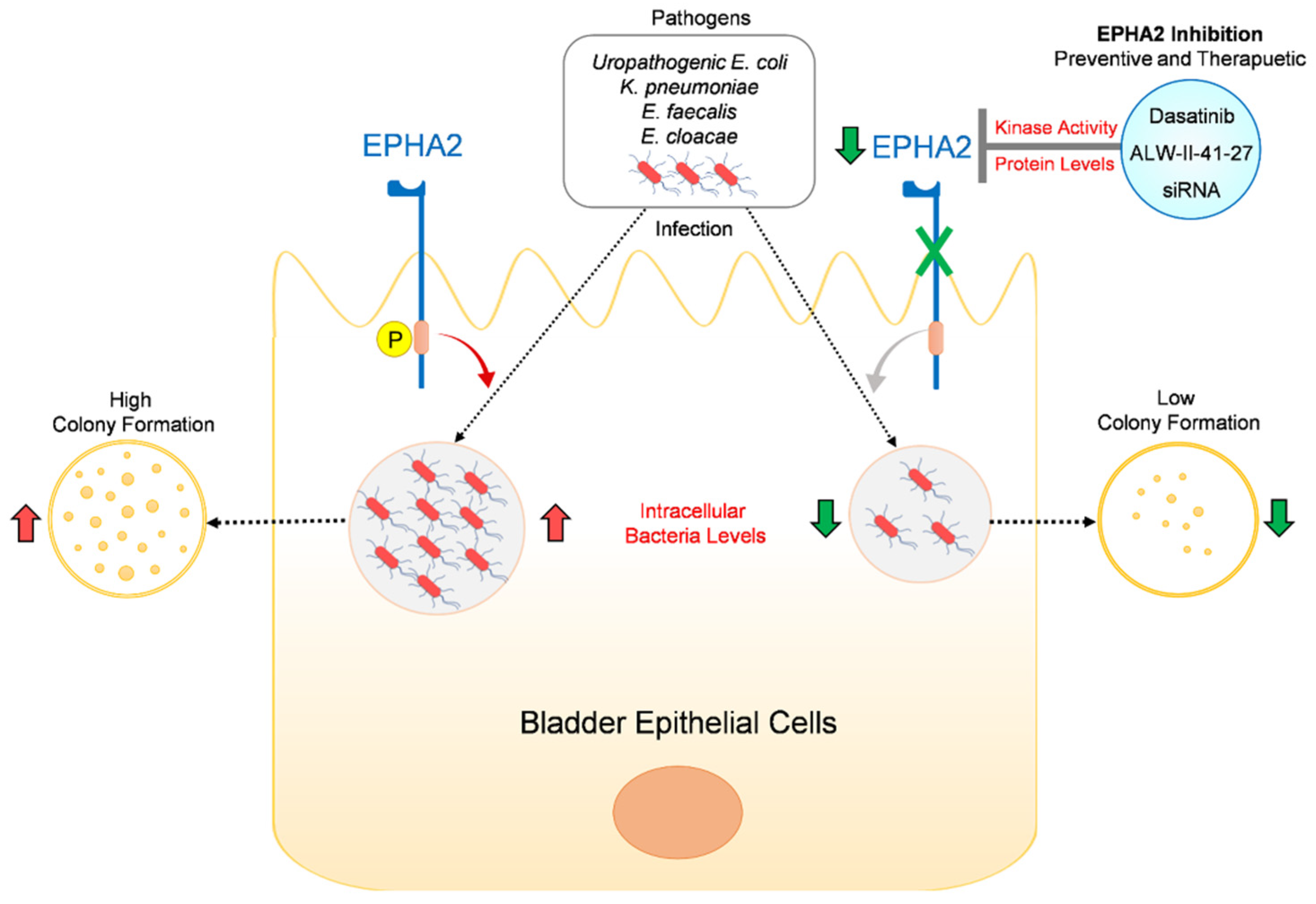 Pathogens | Free Full-Text | Targeting Host Tyrosine Kinase Receptor ...