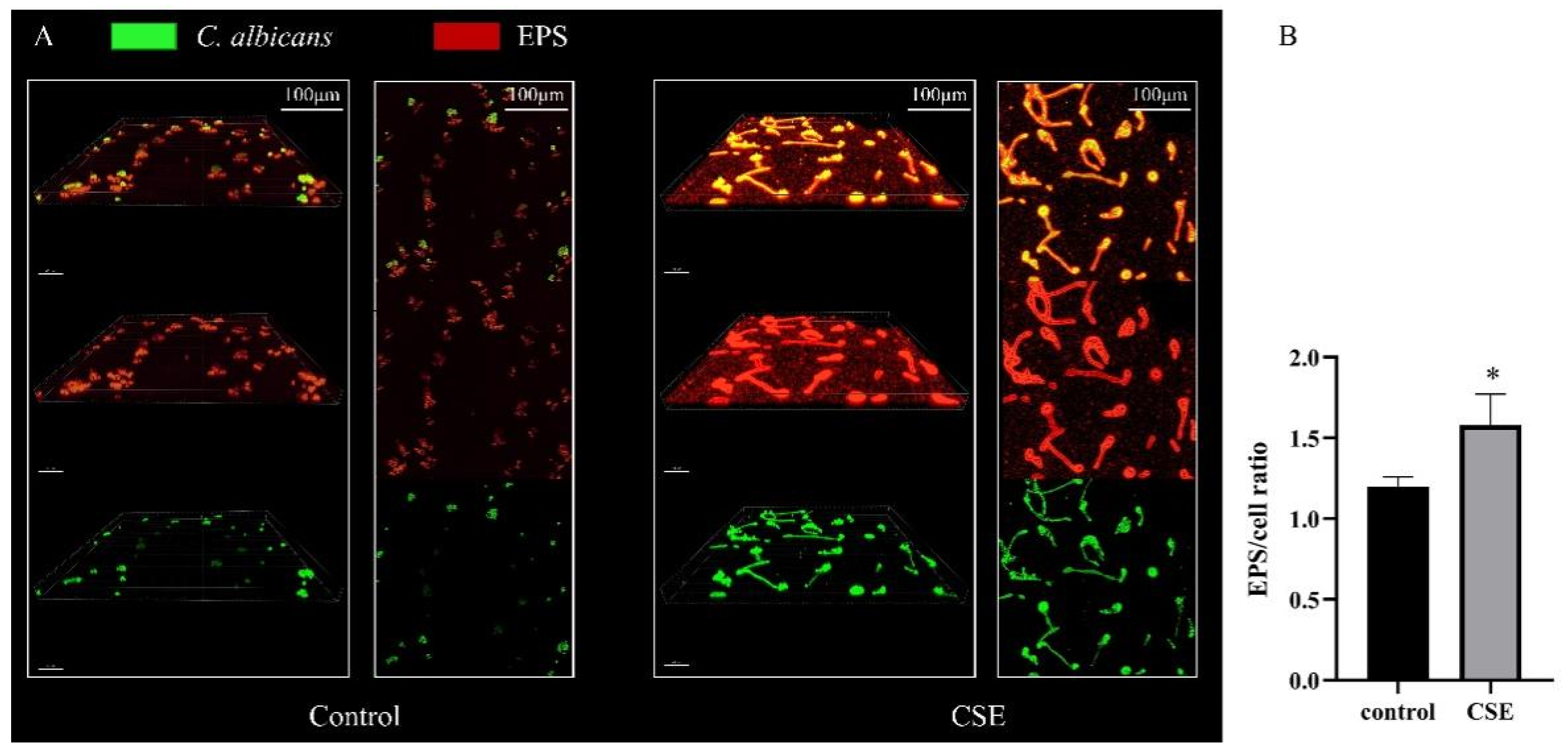 Culture Supernatant of Enterococcus faecalis Promotes the Hyphal ...