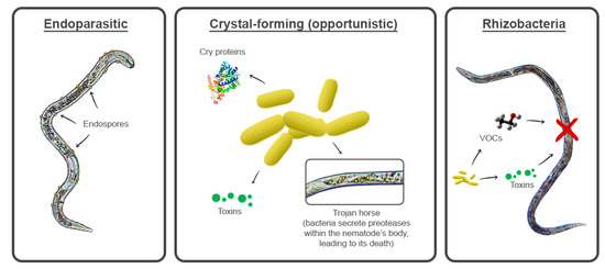 Pathogens | Free Full-Text | The Fight against Plant-Parasitic Nematodes: Current Status of ...