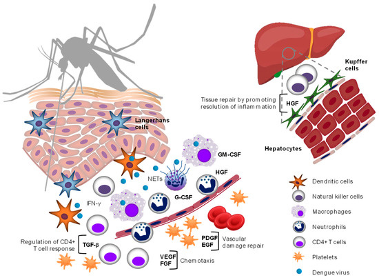 The Role of Growth Factors in the Pathogenesis of Dengue: A Scoping Review