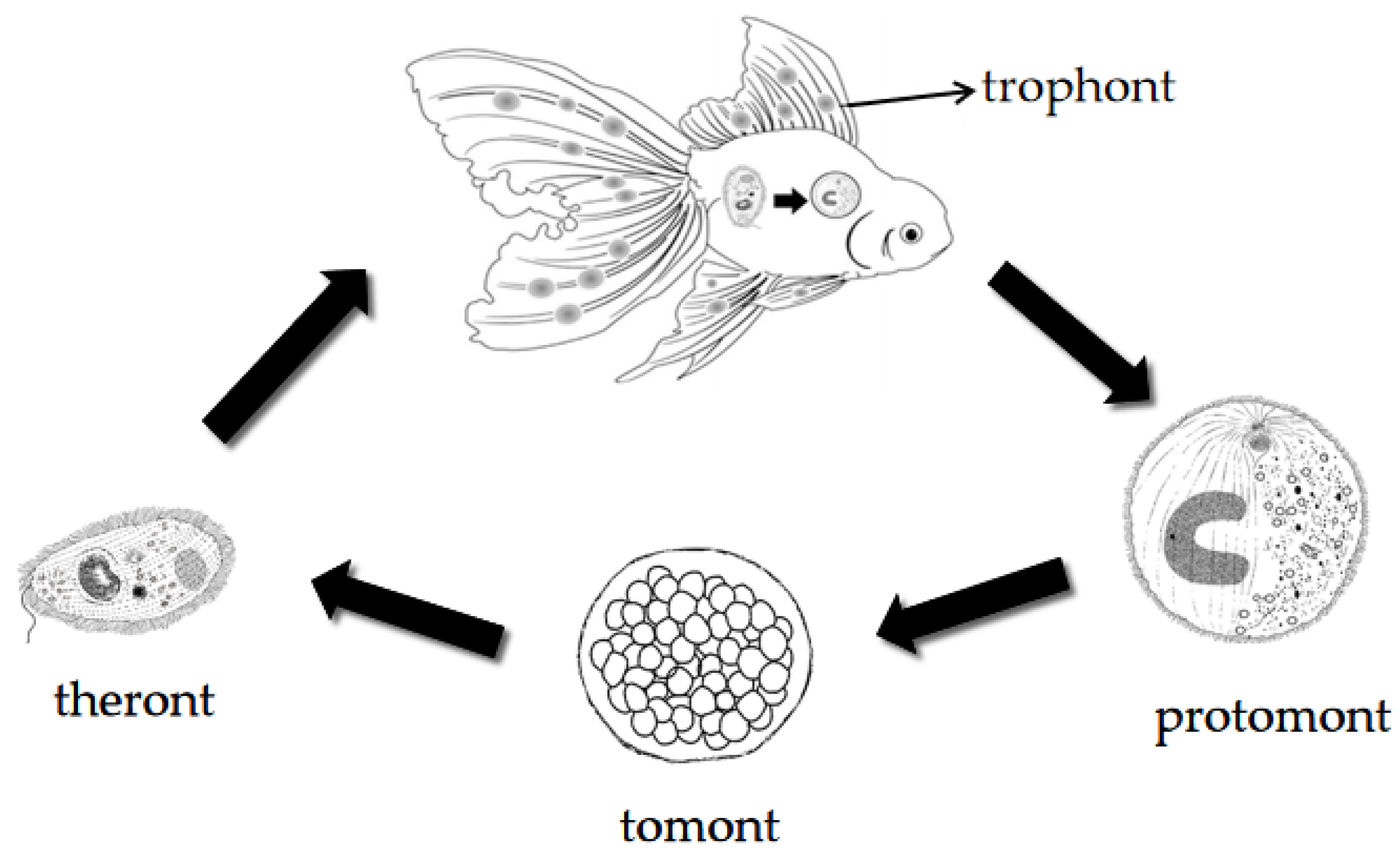 Goldfish Life Cycle - vrogue.co Goldfish Life Cycle - vrogue.co