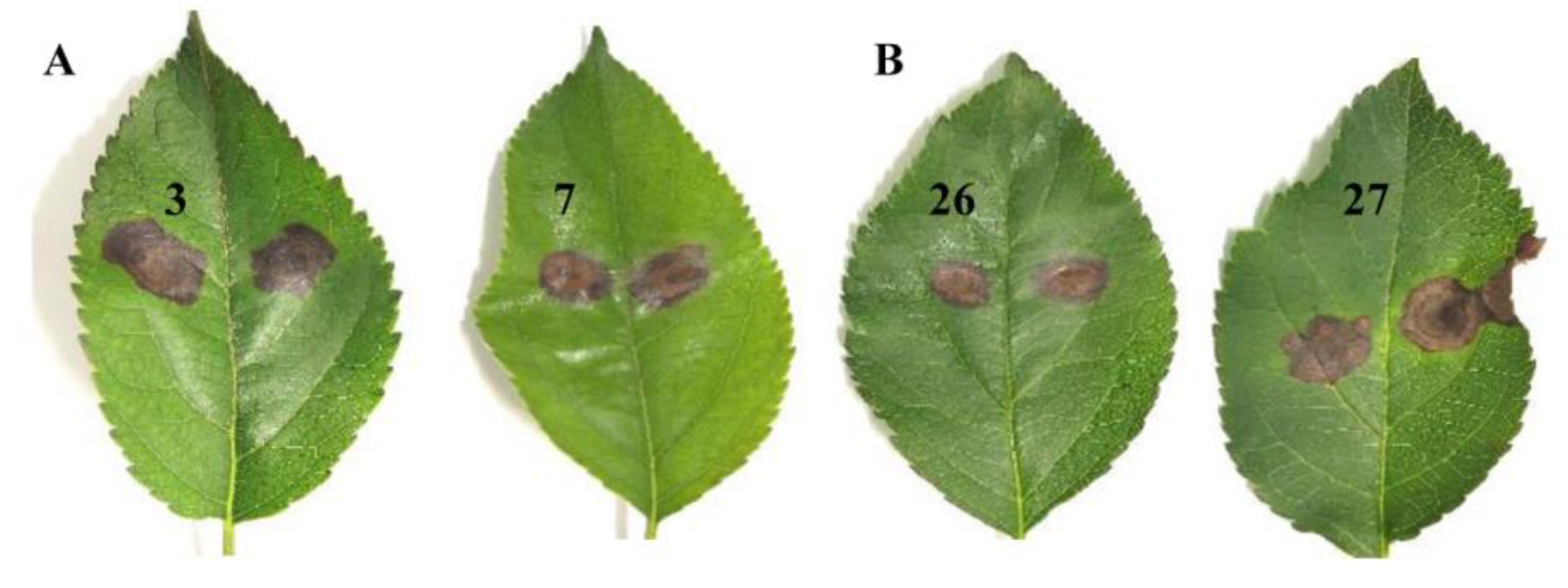 Loop-Mediated Isothermal Amplification (LAMP) for the Rapid and ...