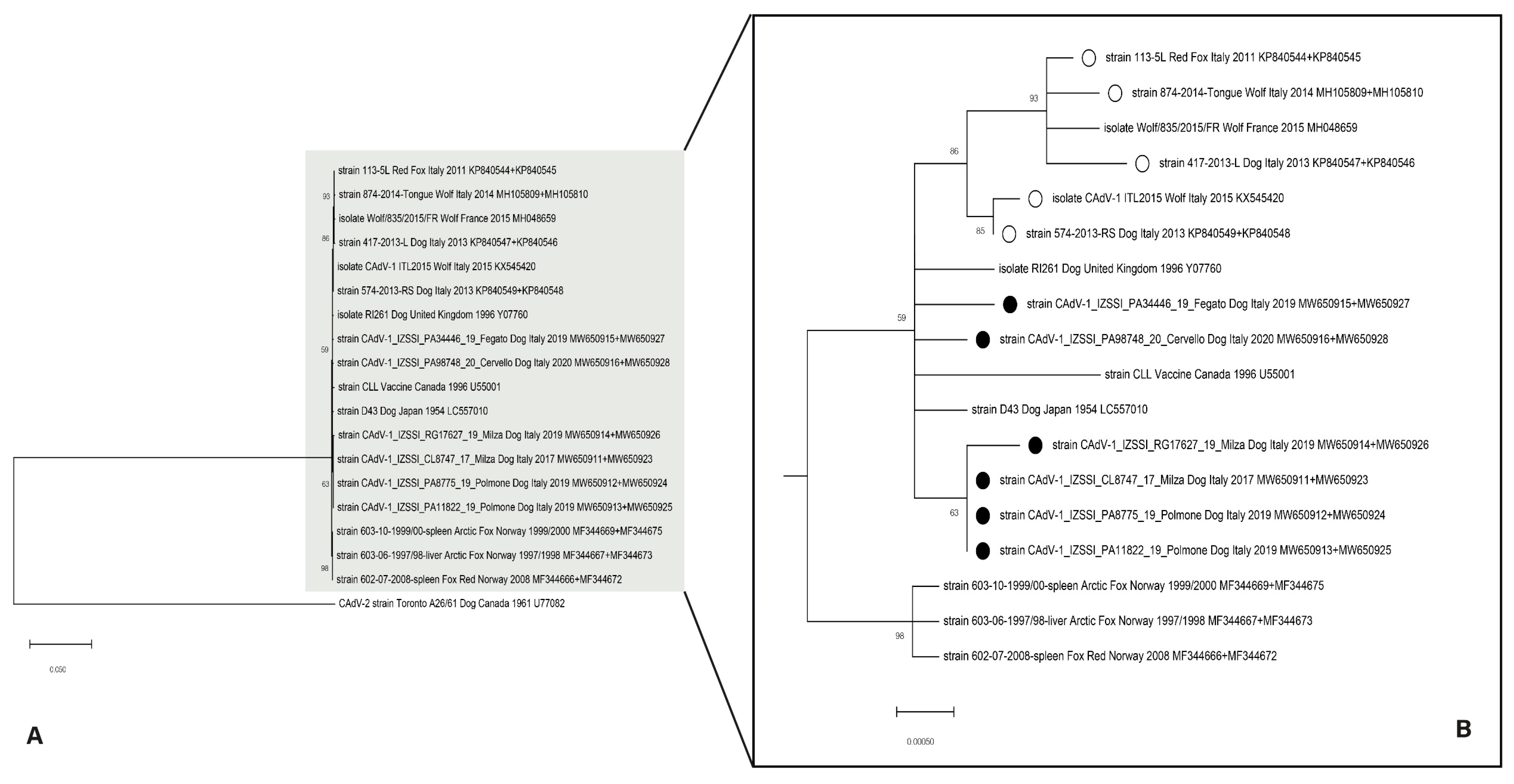 Study on the Canine Adenovirus Type 1 (CAdV-1) Infection in Domestic ...