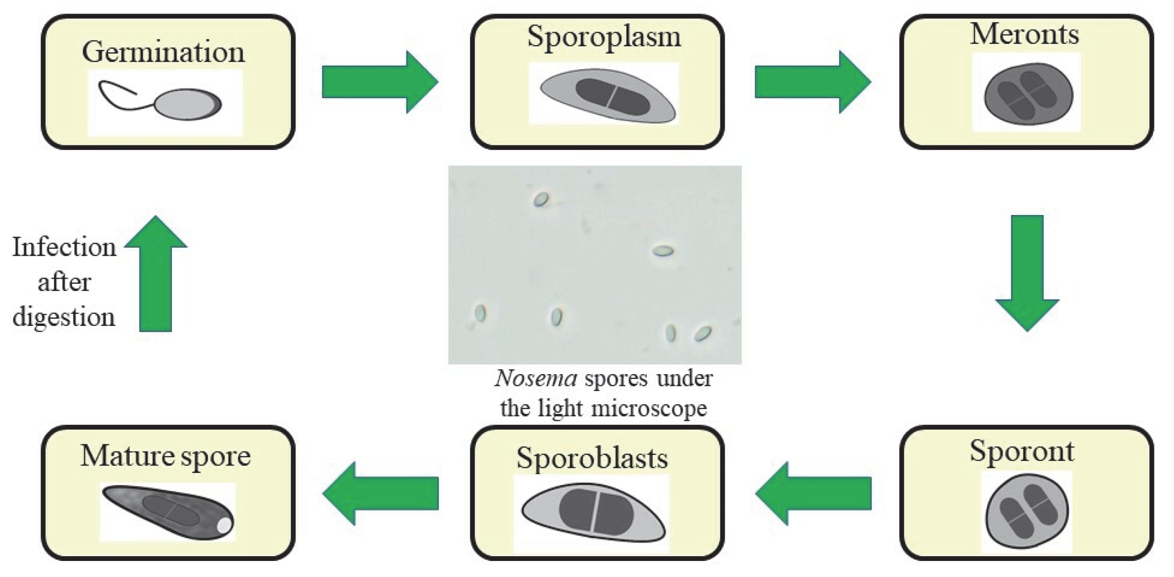 Natural Substances, Probiotics, and Synthetic Agents in the Treatment ...