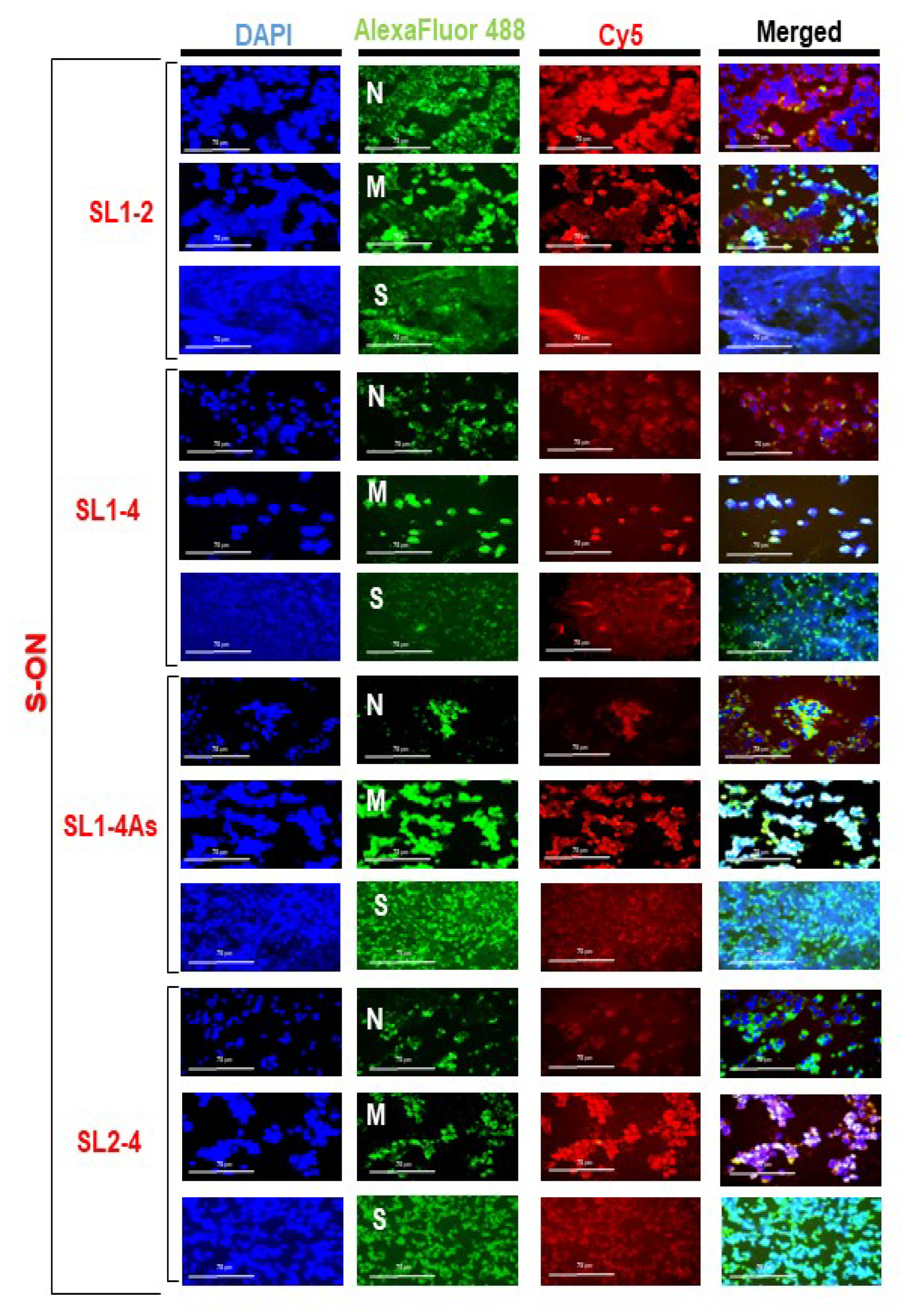 Antiviral Activity of Oligonucleotides Targeting the SARS-CoV-2 Genomic ...