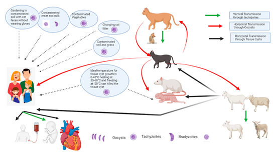 Screening of Toxoplasmosis in Owned and Stray Dogs of District ...