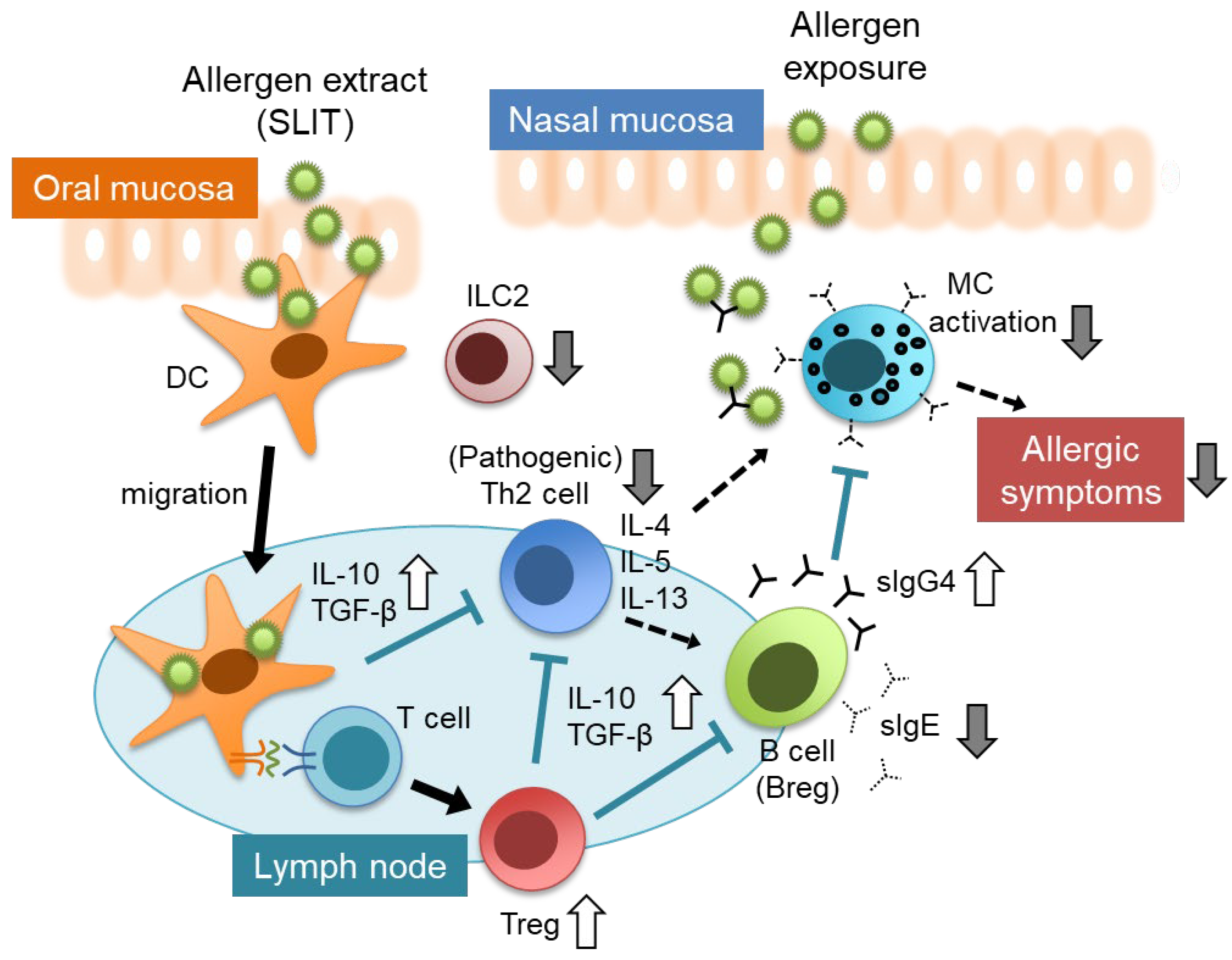 Sublingual Immunotherapy for Japanese Cedar Pollinosis: Current ...