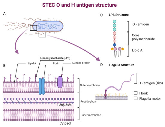 Pathogens | Free Full-Text | Prevalence and Implications of Shiga Toxin ...