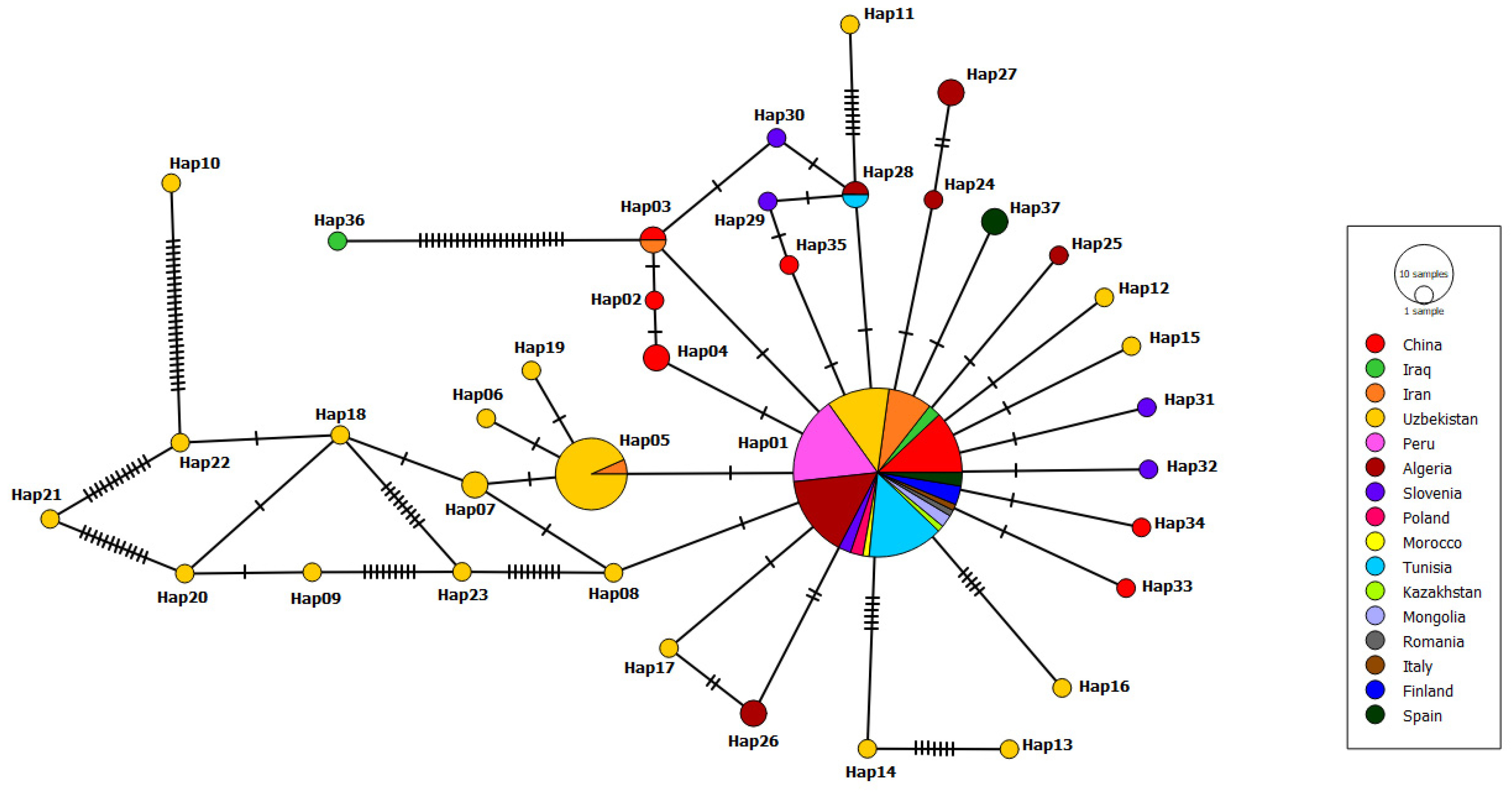In Silico Evaluation of the Haplotype Diversity, Phylogenetic Variation ...