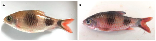 Pathogens | Free Full-Text | Outbreak of Parasitic Dinoflagellate ...