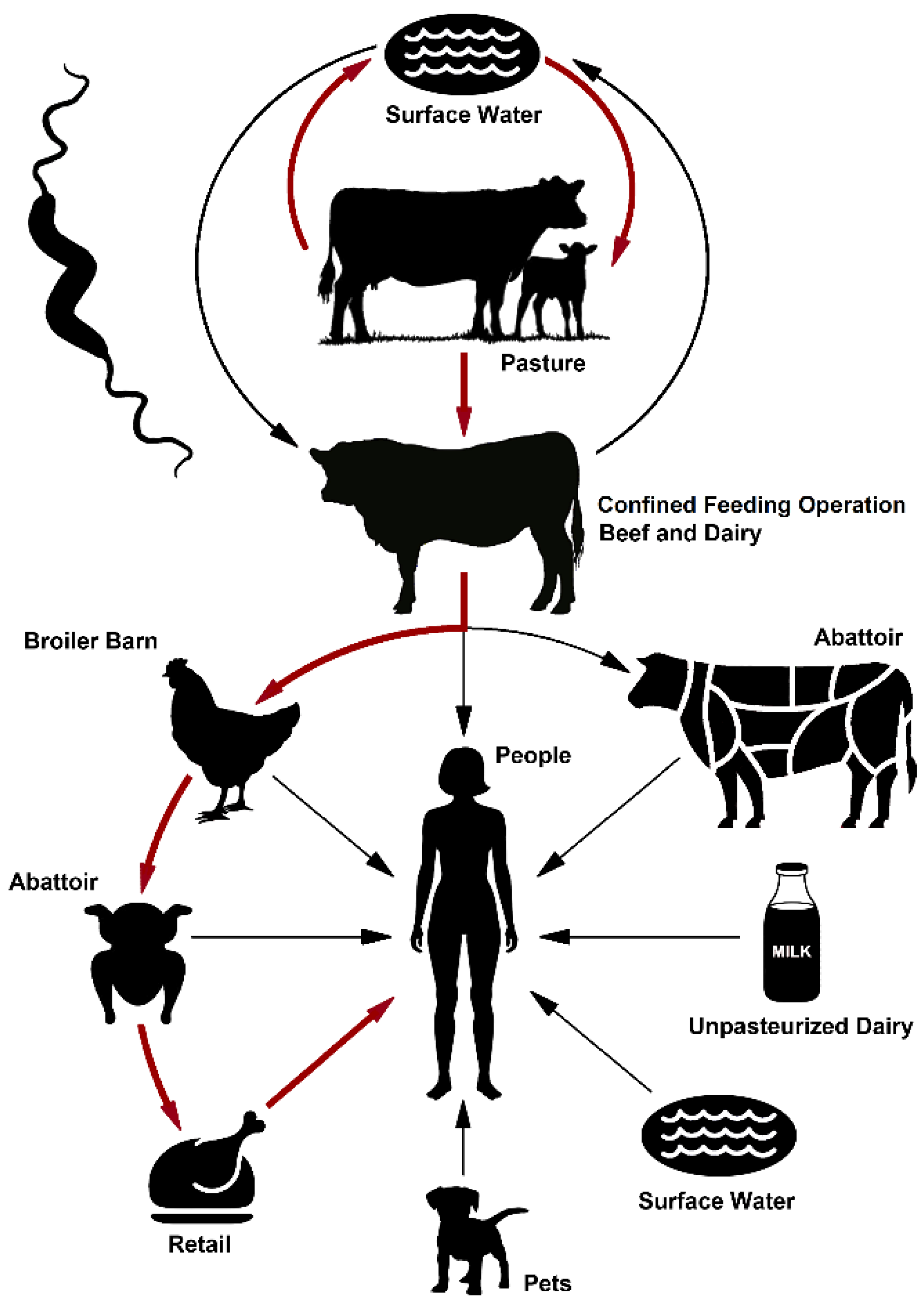 Pathogens | Free Full-Text | Molecular Epidemiological Evidence ...