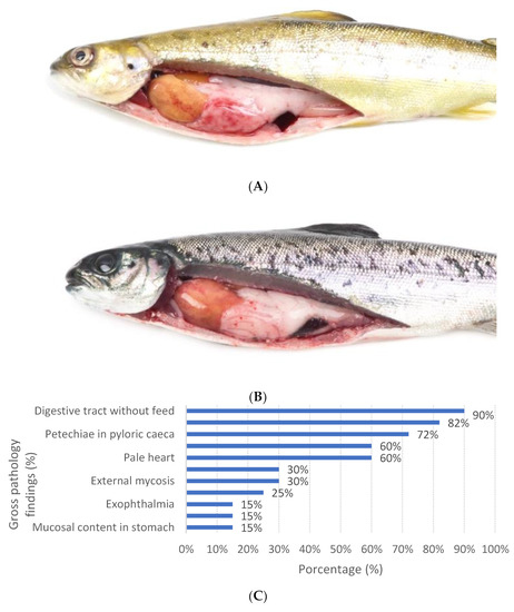 Isolation of a New Infectious Pancreatic Necrosis Virus (IPNV) Variant ...