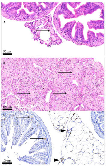 Isolation of a New Infectious Pancreatic Necrosis Virus (IPNV) Variant ...
