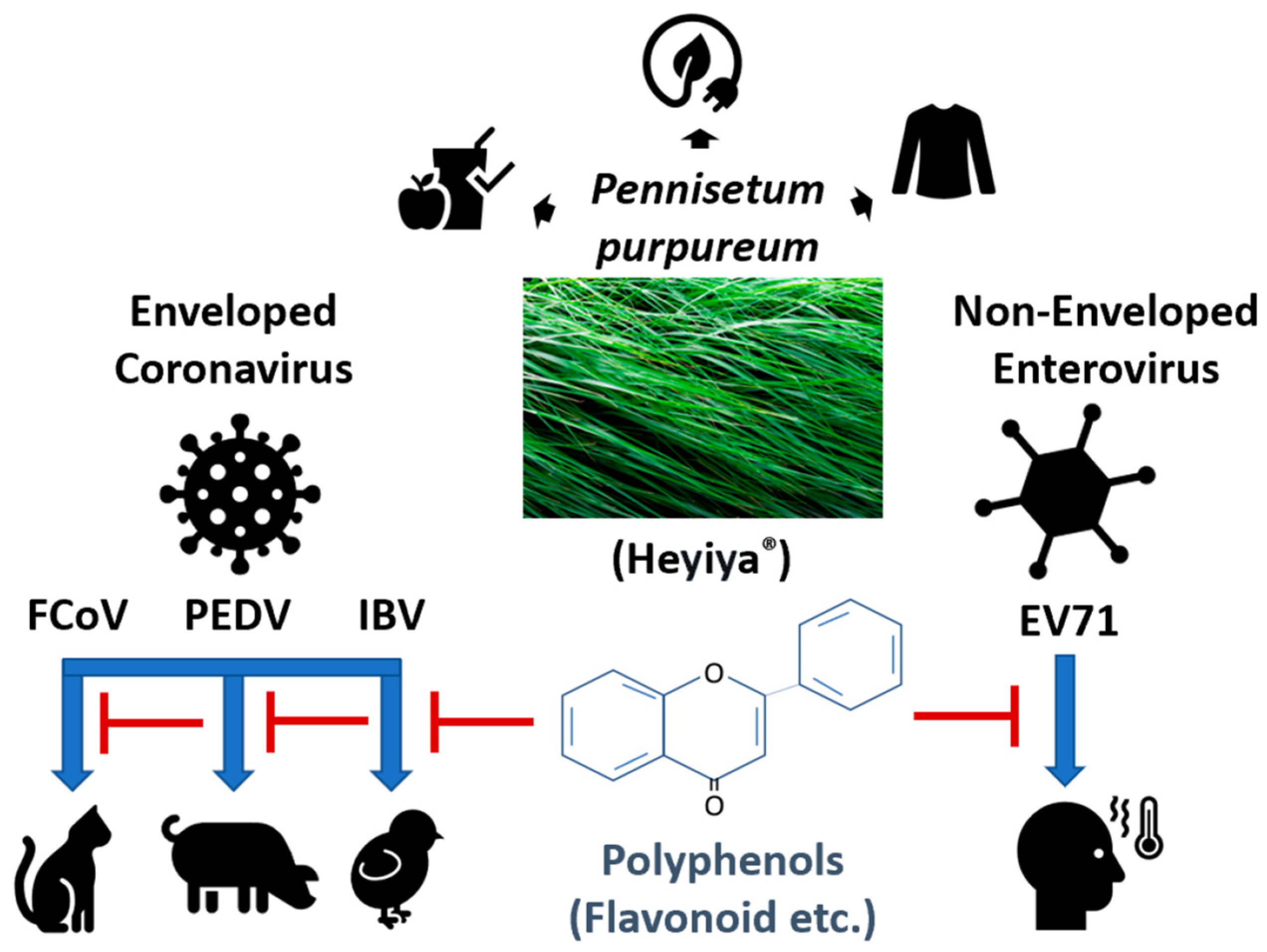 Antiviral Properties of Pennisetum purpureum Extract against Coronaviruses and Enteroviruses