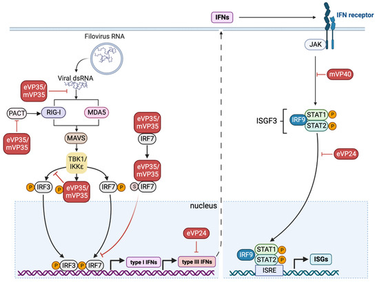 Filoviruses: Innate Immunity, Inflammatory Cell Death, and Cytokines