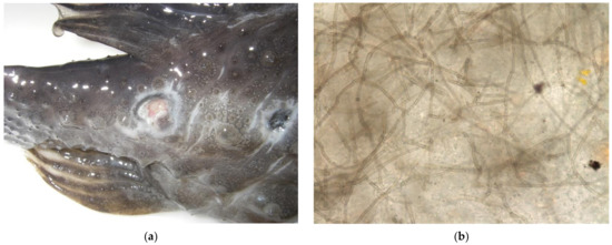 Phaeohyphomycosis due to Exophiala in Aquarium-Housed Lumpfish ...