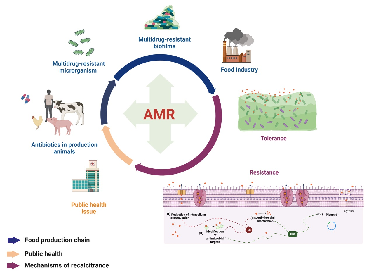 Pathogens | Free Full-Text | Multidrug-Resistant Biofilms (MDR): Main ...