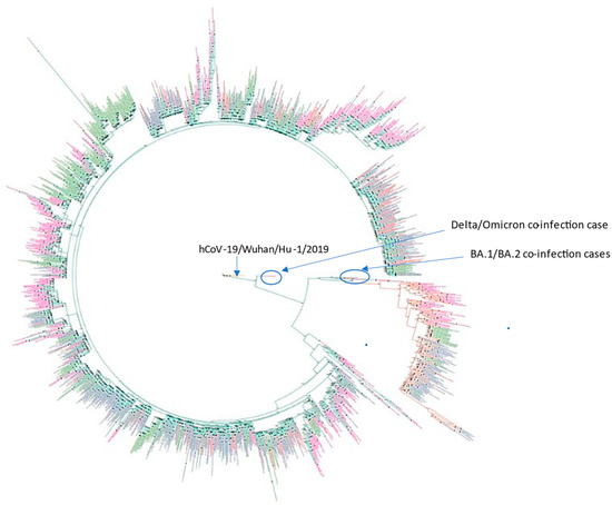 Pathogens | Free Full-Text | Genomic Variability of SARS-CoV-2 Omicron ...