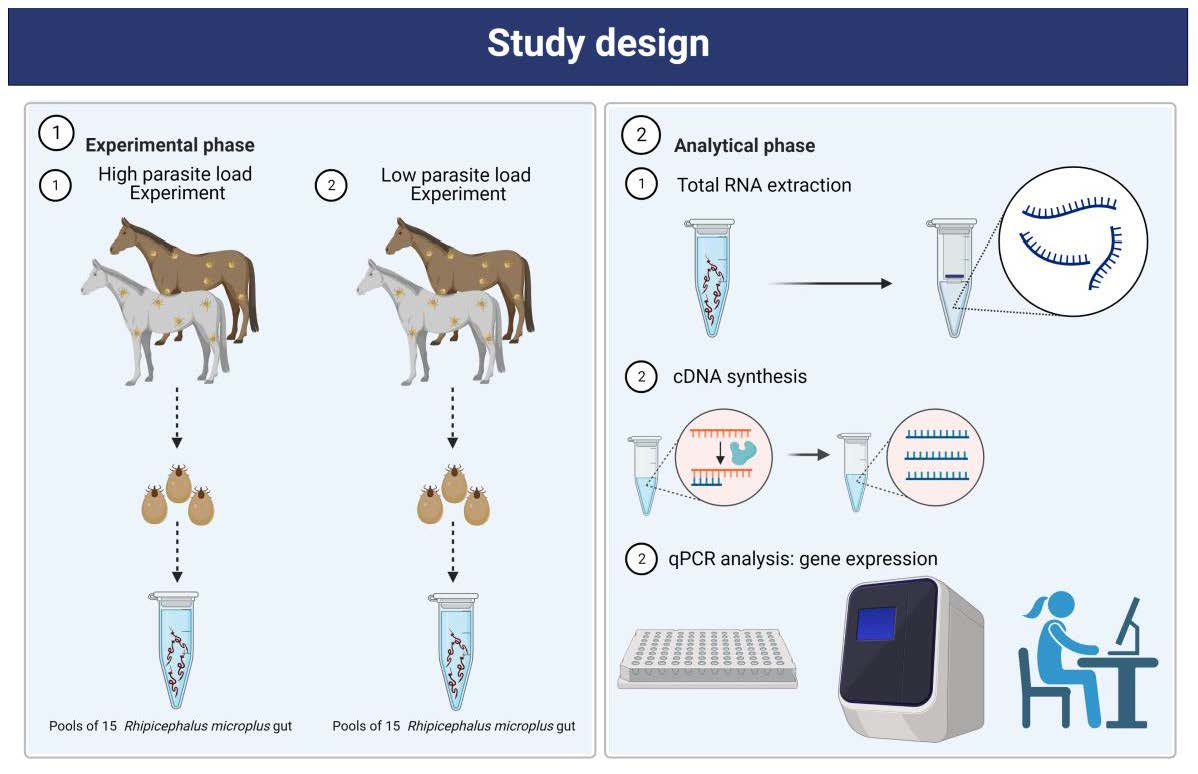 Pathogens | Free Full-Text | Differential Expression of Immune Genes in the Rhipicephalus ...