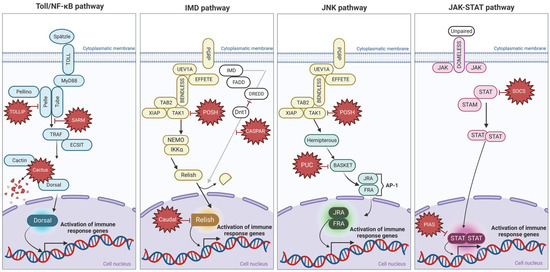 Pathogens | Free Full-Text | Differential Expression of Immune Genes in the Rhipicephalus ...