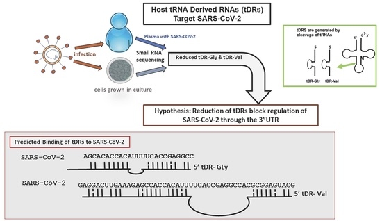 Pathogens | Free Full-Text | Host tRNA-Derived RNAs Target the 3′Untranslated Region of SARS-CoV-2