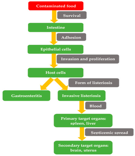 Listeria monocytogenes—How This Pathogen Uses Its Virulence Mechanisms ...