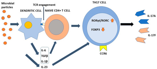 The Double Game Played by Th17 Cells in Infection: Host Defense and Immunopathology