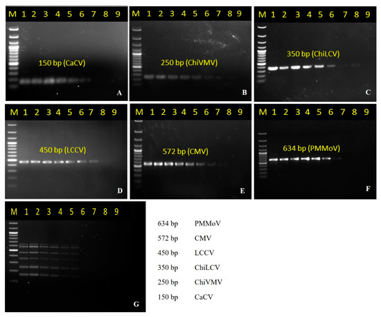 A Simplified Multiplex PCR Assay for Simultaneous Detection of Six ...