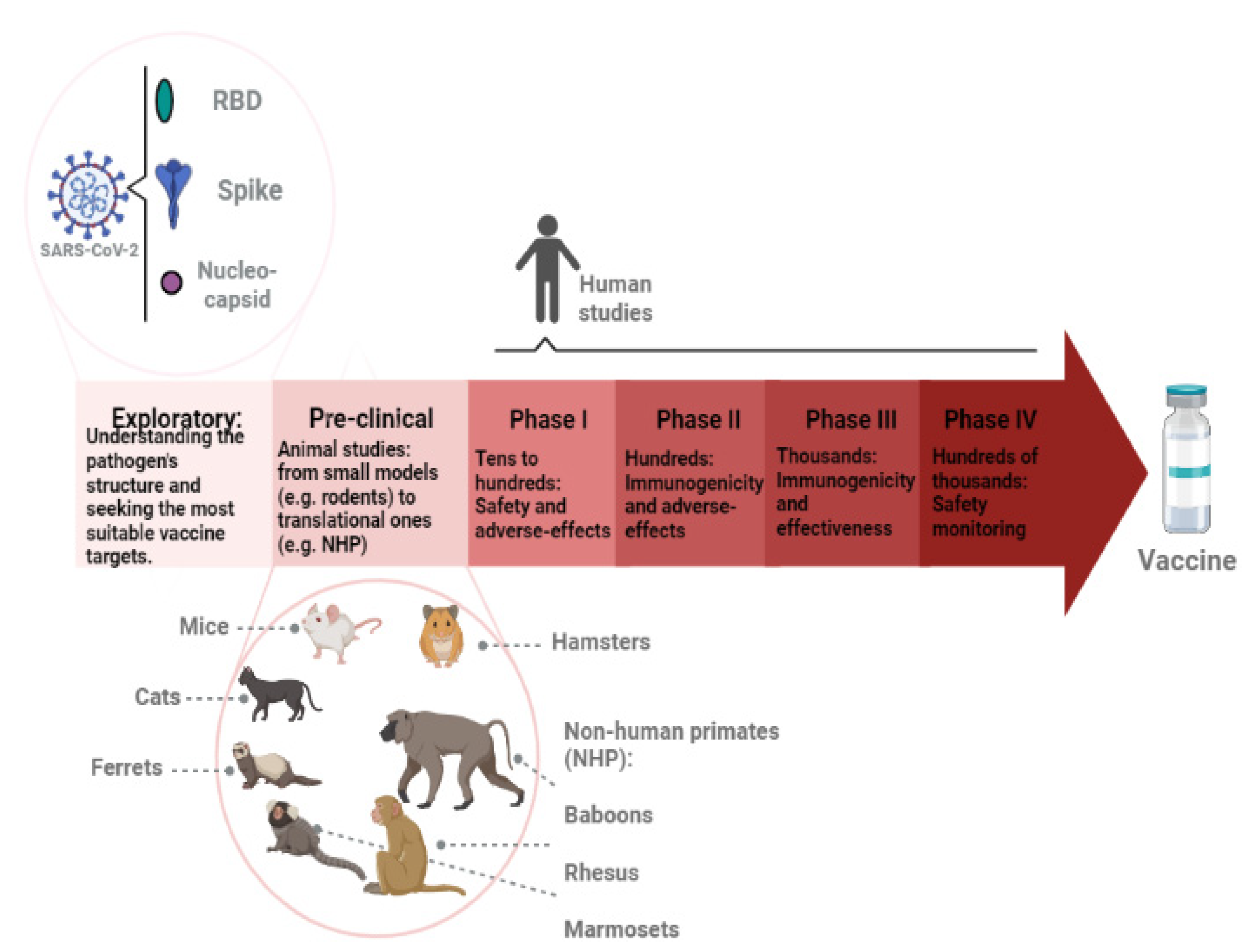 Pathogens | Free Full-Text | Animal Models to Test SARS-CoV-2 Vaccines ...