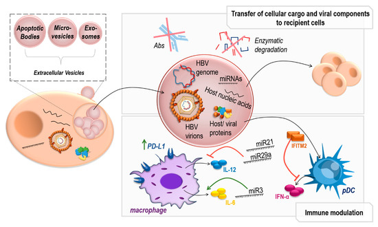 Many Ways to Communicate—Crosstalk between the HBV-Infected Cell and ...