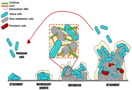 Antibiofilm Action of Plant Terpenes in Salmonella Strains: Potential ...