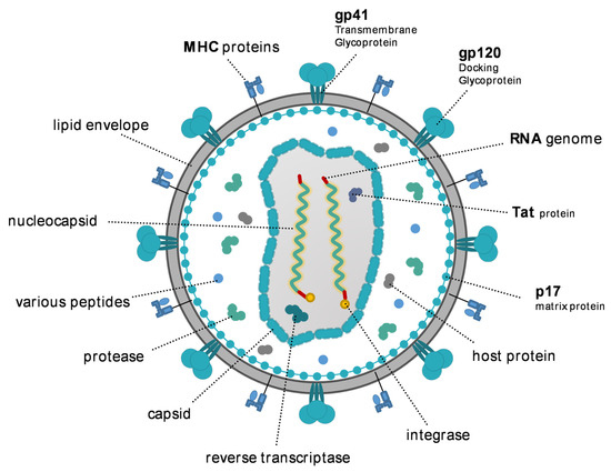 Hiv Labeled Diagram