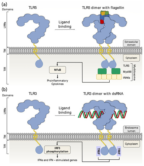 Role of TLRs in HIV-1 Infection and Potential of TLR Agonists in HIV-1 ...