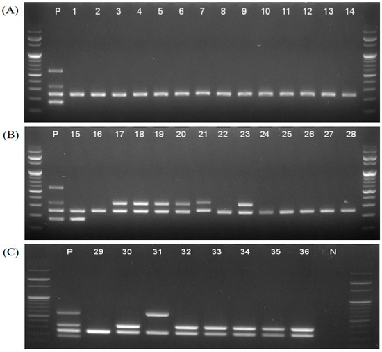 A Multiplex PCR Assay for Differential Identification of Wild-type and ...