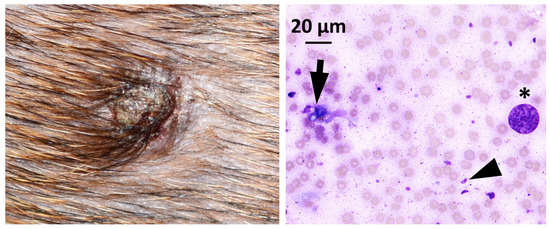 Toxoplasma gondii and Alternaria sp.: An Original Association in an ...