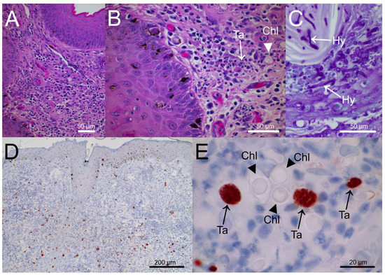 Toxoplasma gondii and Alternaria sp.: An Original Association in an ...