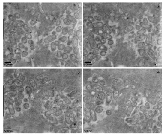 A Synthetic Polymicrobial Community Biofilm Model Demonstrates Spatial ...