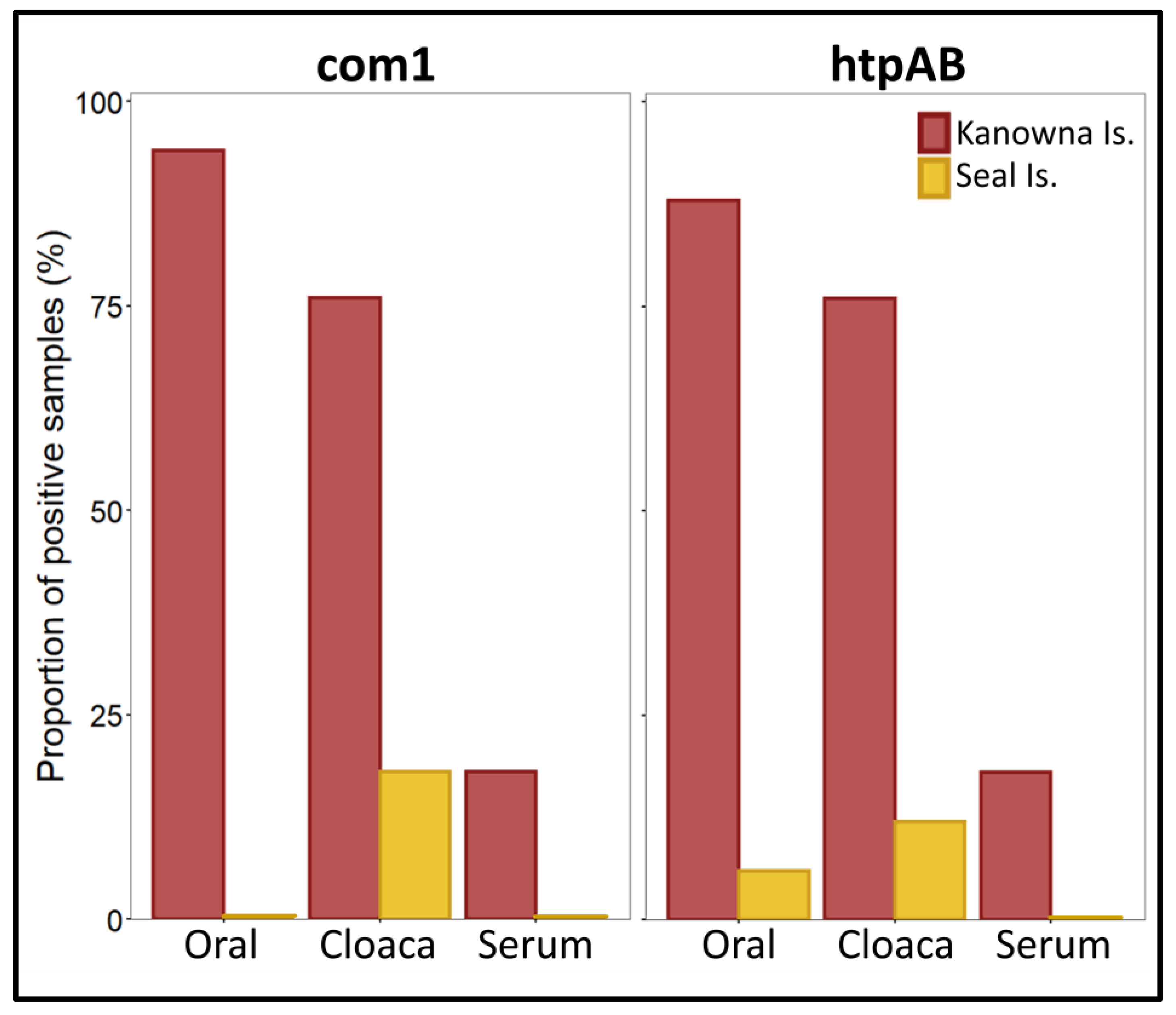 Pacific Gulls (Larus pacificus) as Potential Vectors of Coxiella ...