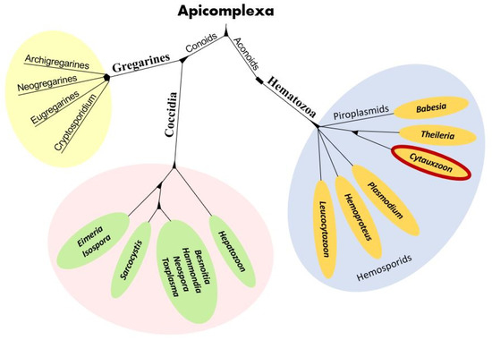 Cytauxzoon felis: An Overview