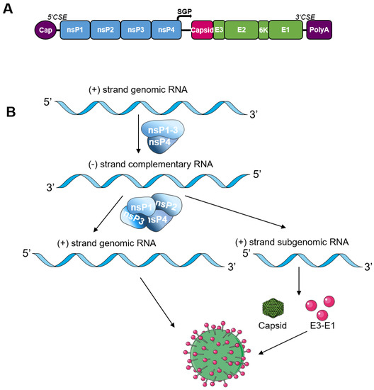 Self-Amplifying RNA Vaccine Candidates: Alternative Platforms for mRNA ...