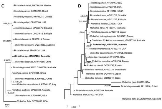 Unravelling the Diversity of Microorganisms in Ticks from Australian ...