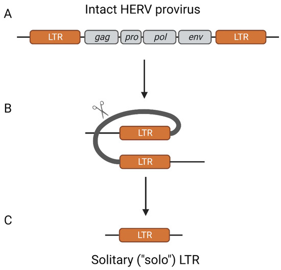 Pathogens | Free Full-Text | Endogenous Retroviruses as Modulators of ...