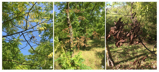 Thousand Cankers Disease in Walnut Trees in Europe: Current Status and ...