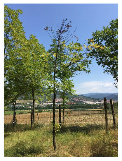 Thousand Cankers Disease in Walnut Trees in Europe: Current Status and ...