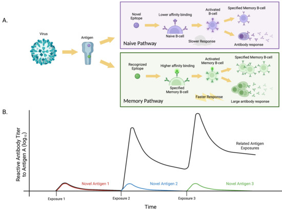 First Impressions Matter: Immune Imprinting and Antibody Cross ...