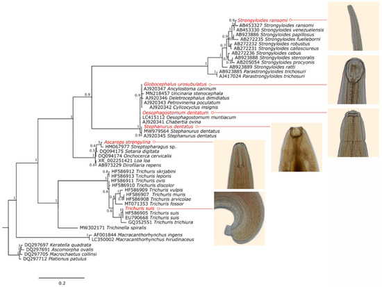 Epidemiology and Integrative Taxonomy of Helminths of Invasive Wild ...