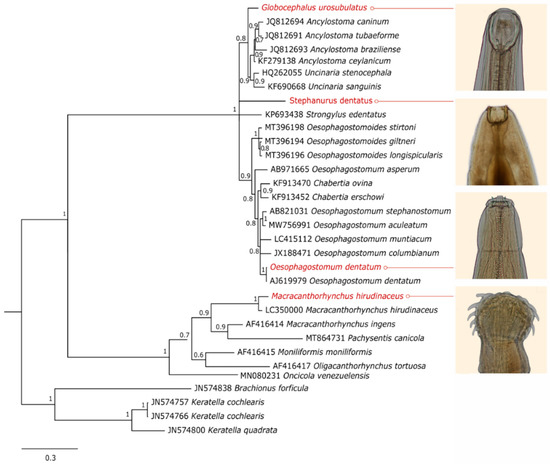 Epidemiology and Integrative Taxonomy of Helminths of Invasive Wild ...