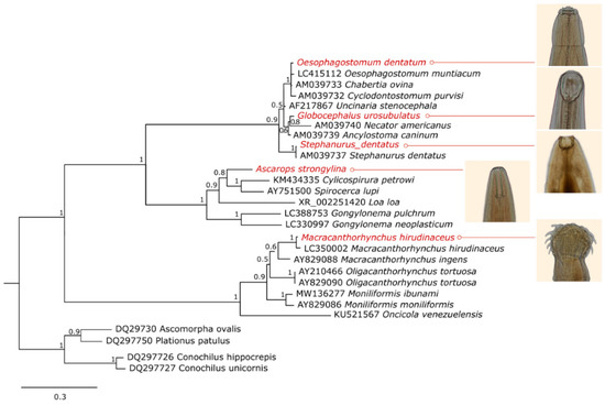 Epidemiology and Integrative Taxonomy of Helminths of Invasive Wild ...